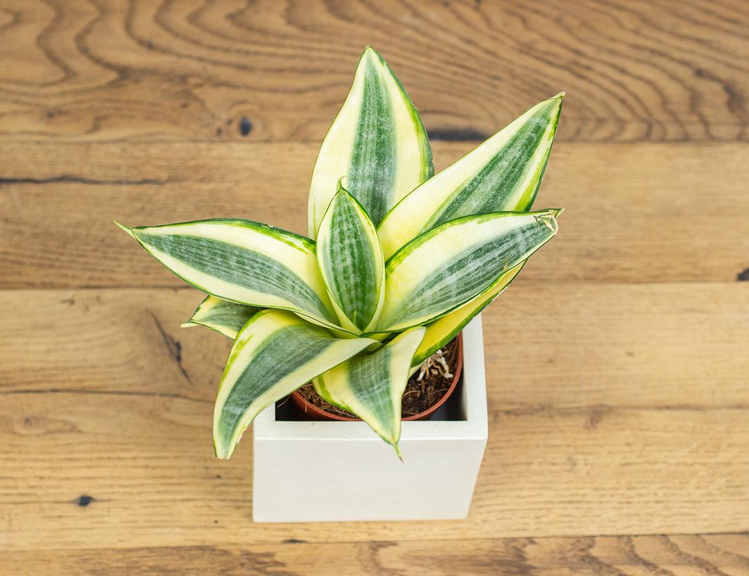 Два Ботаника | Домашние комнатные растения