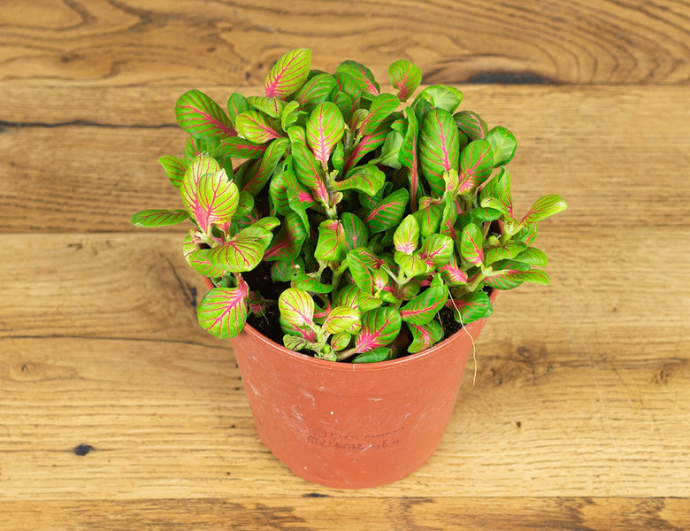 Два Ботаника - Домашние комнатные растения