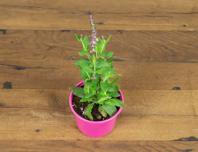 Два Ботаника - Домашние комнатные растения