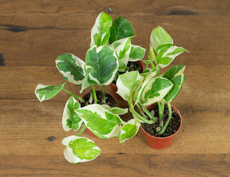 Два Ботаника - Домашние комнатные растения