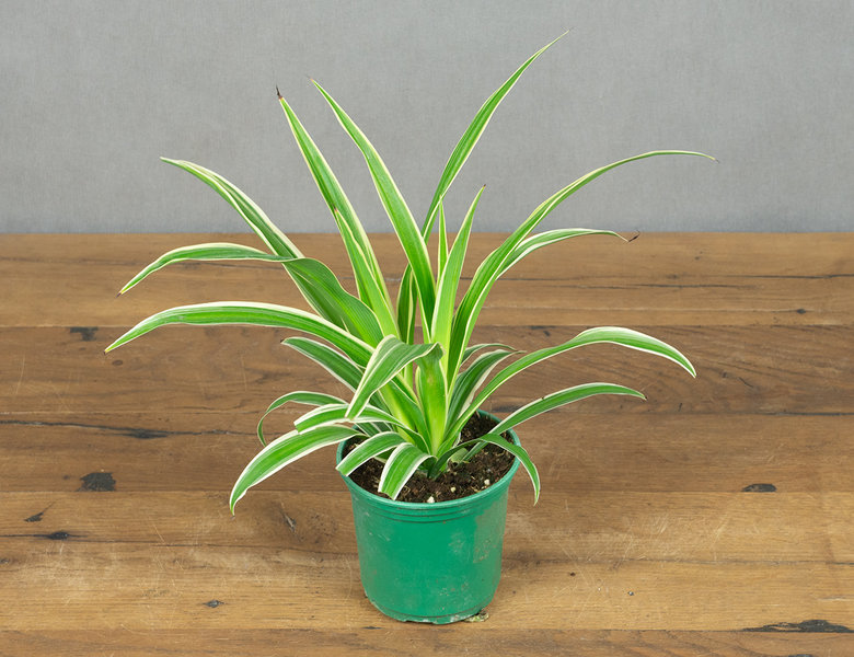 Два Ботаника - Домашние комнатные растения