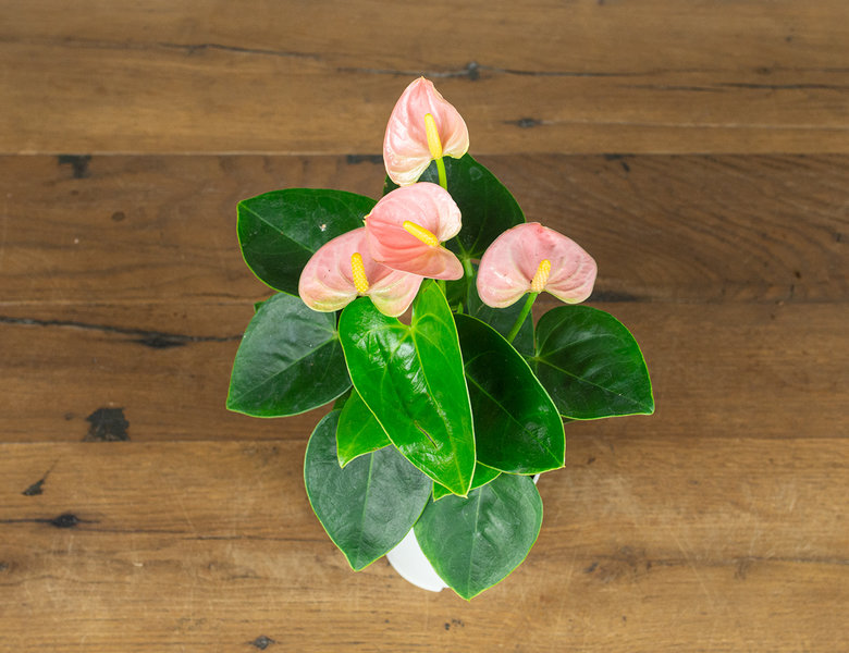 Два Ботаника - Домашние комнатные растения